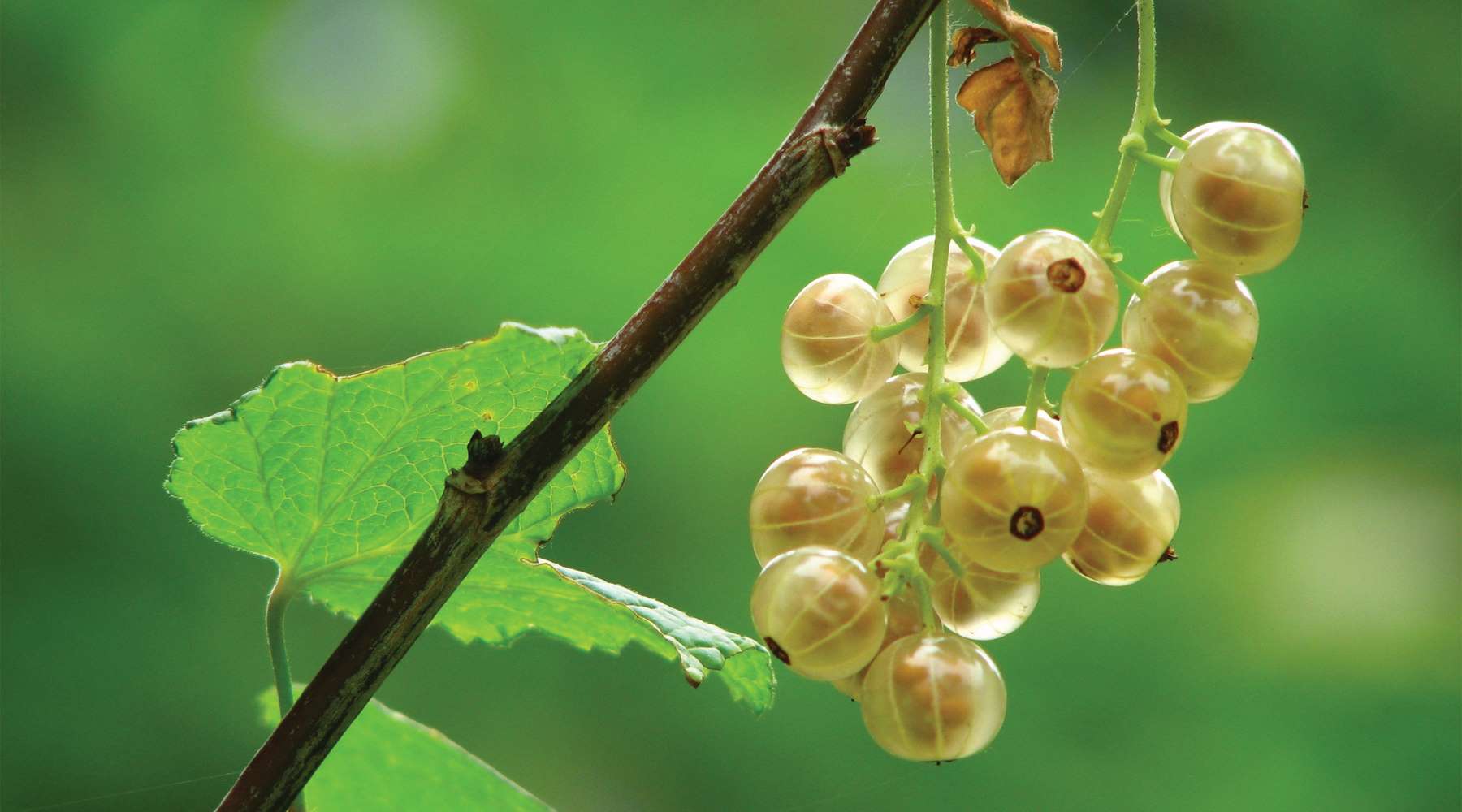 Awala Swaras- One of the Oldest Ayurvedic Medicine – VILASA by Tattva ...