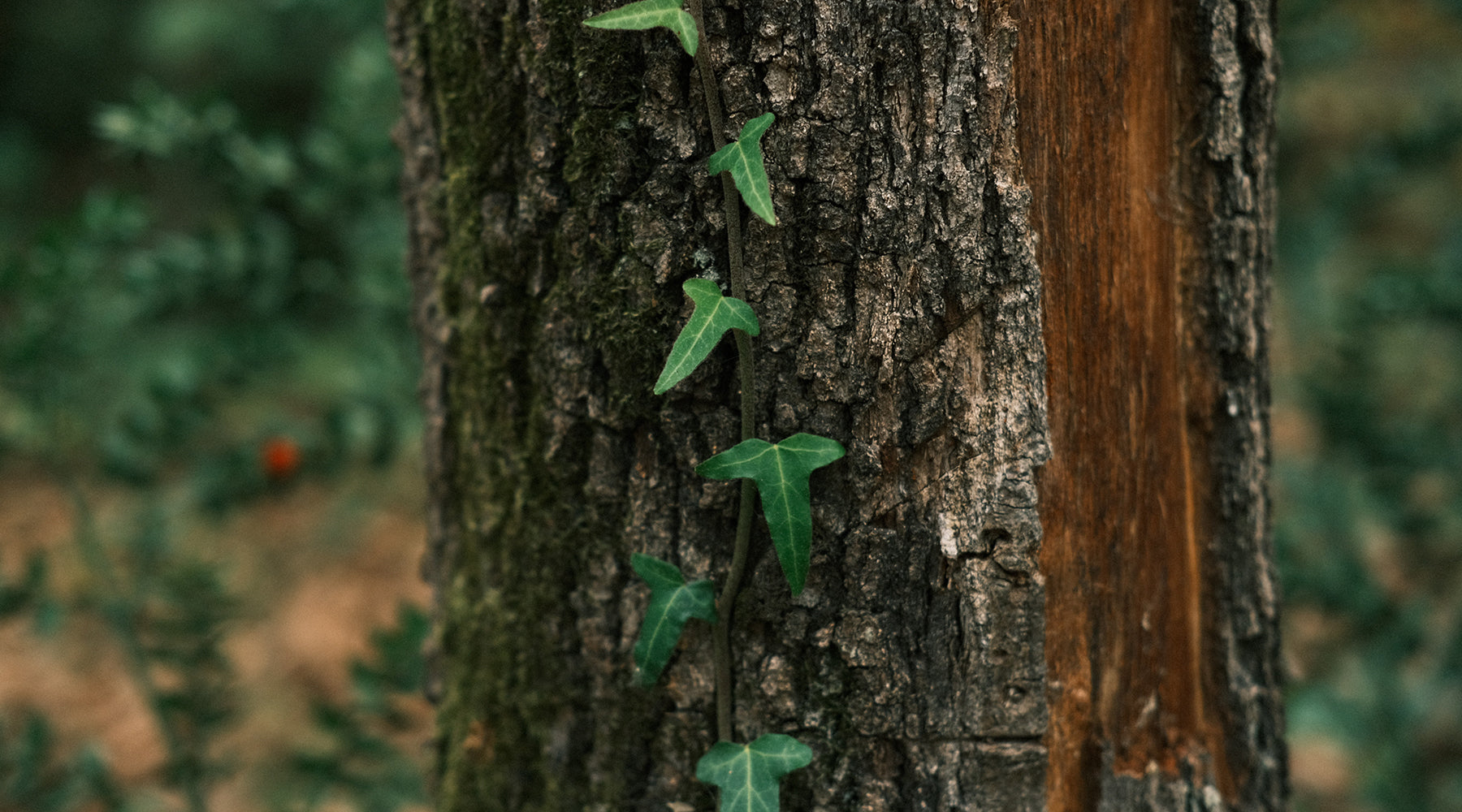 Discover the Natural Magic of Lodh Tree Bark – VILASA by Tattva Wellness